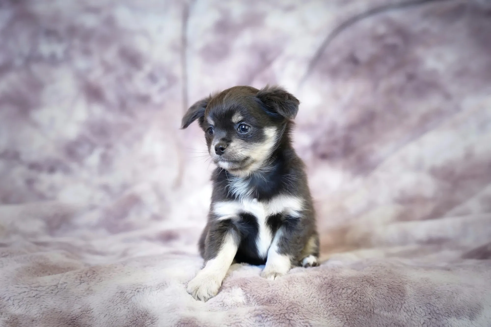 Unraveling the Mystery of Dog Autism: Understanding the Unique Challenges